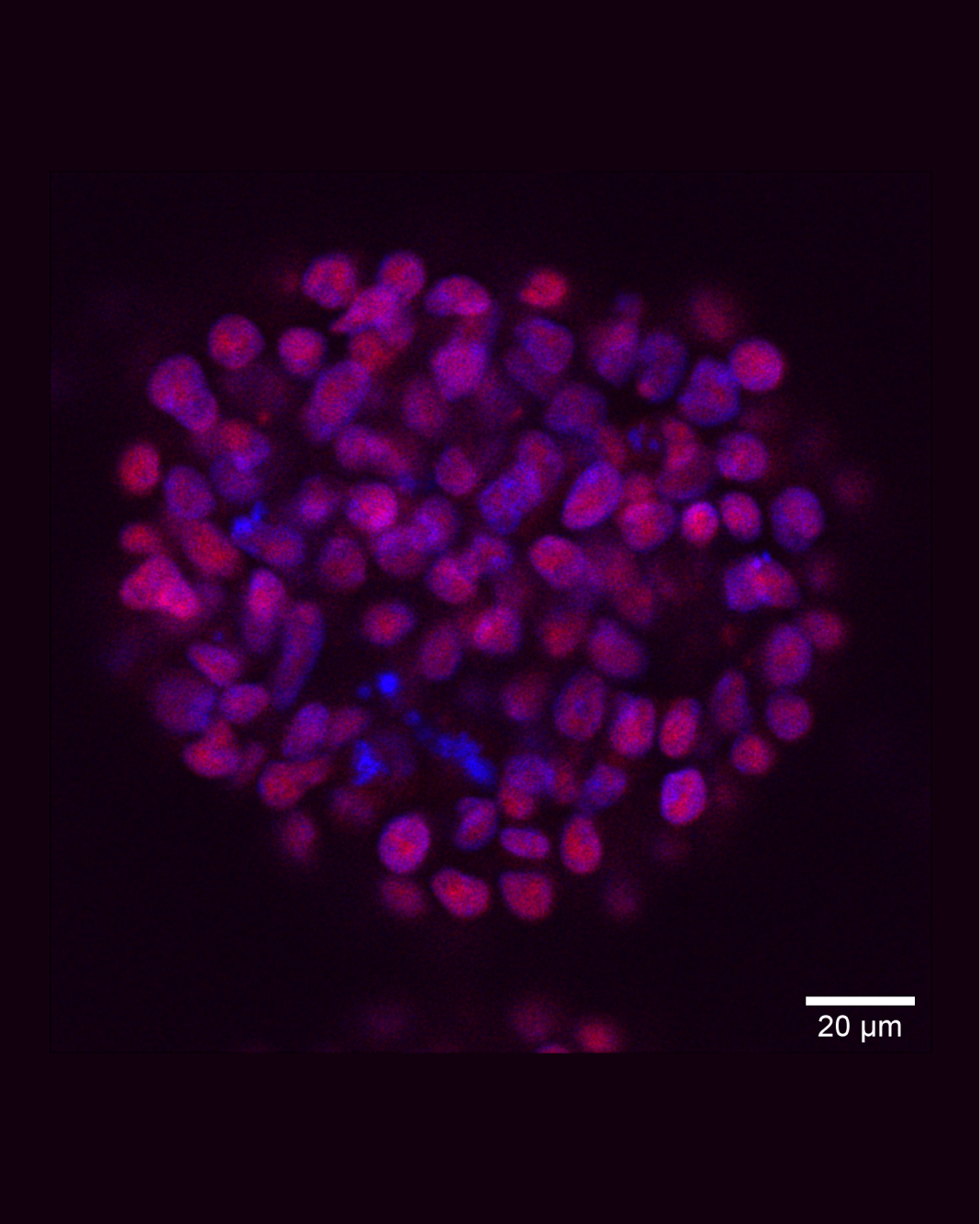 To Embrace Your Inner Resilience, Draw Inspiration from Stem Cells ...